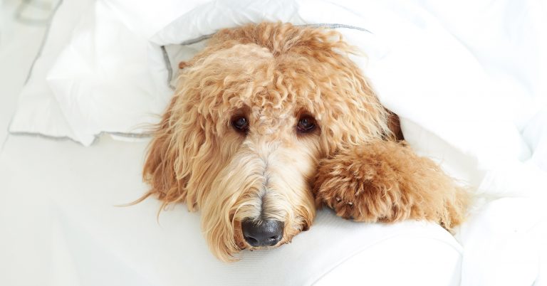 How do I Deal with My Golden-Doodle’s Separation Anxiety? - Sweet ...